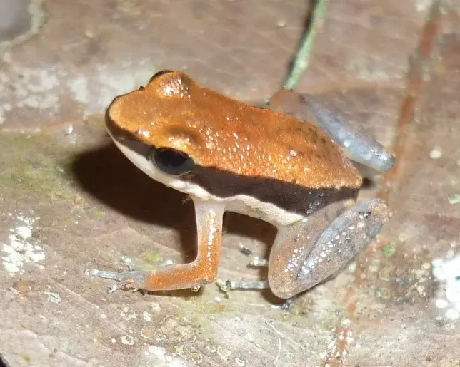 Allobates sumtuosus - Fatti, dieta, habitat e immagini su Animalia.bio