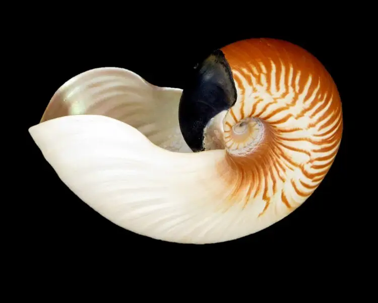 Allonautilus perforatus - Facts, Diet, Habitat & Pictures on Animalia.bio