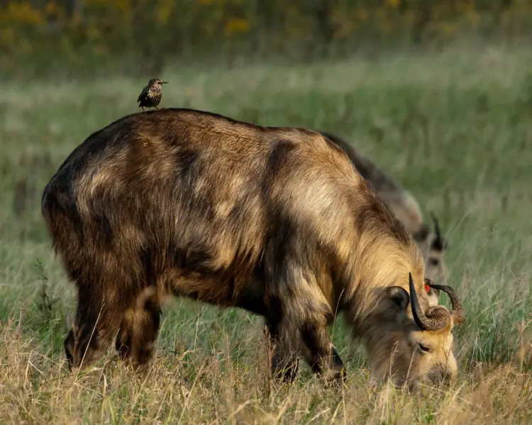 Takin - Facts, Diet, Habitat & Pictures on Animalia.bio