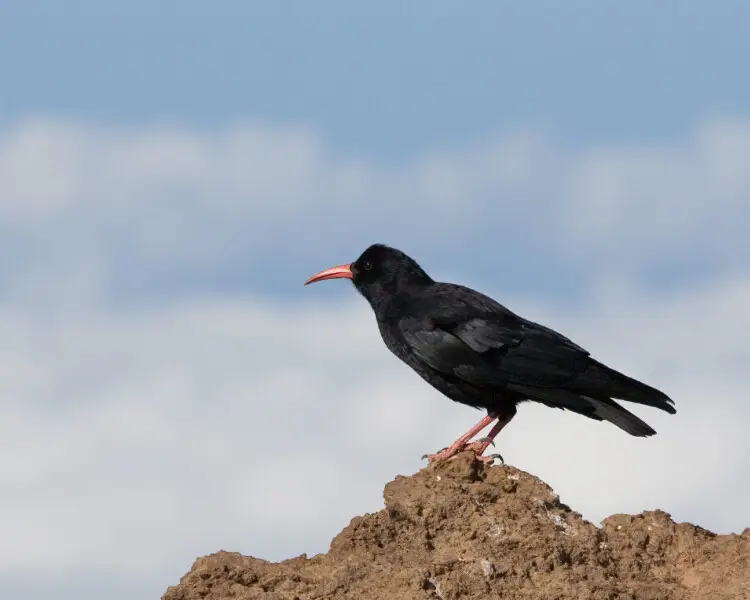 Red-billed chough - Facts, Diet, Habitat & Pictures on Animalia.bio