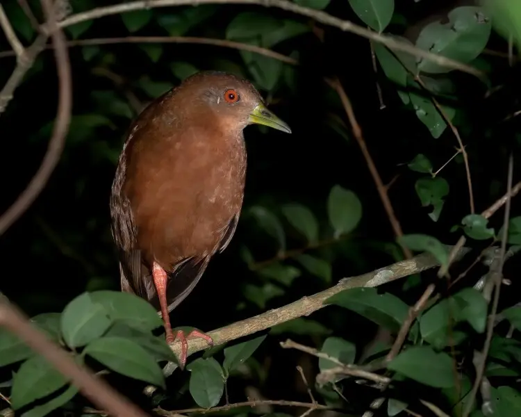 Uniform crake - Facts, Diet, Habitat & Pictures on Animalia.bio