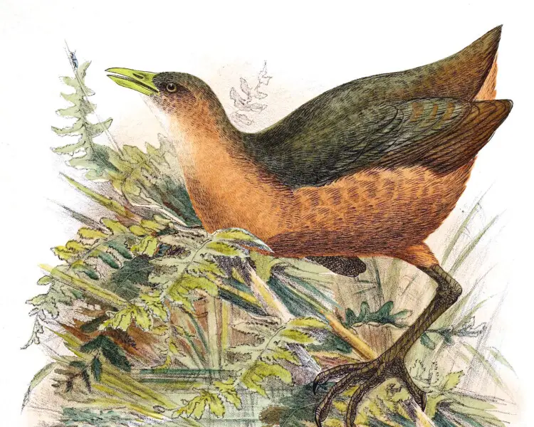 Isabelline bush-hen - Facts, Diet, Habitat & Pictures on Animalia.bio