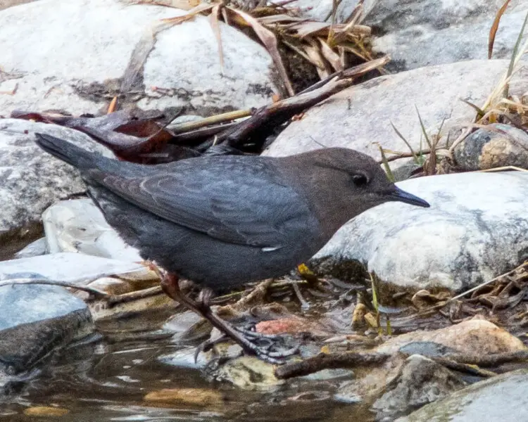 American dipper - Facts, Diet, Habitat & Pictures on Animalia.bio