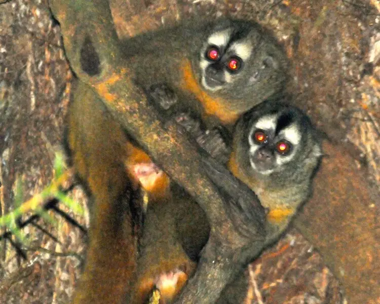 Peruvian night monkey - Facts, Diet, Habitat & Pictures on Animalia.bio