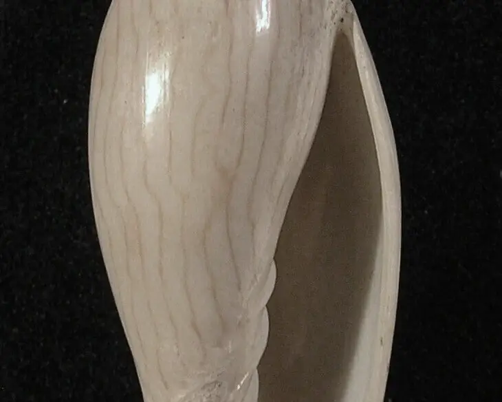 Amoria turneri - Facts, Diet, Habitat & Pictures on Animalia.bio