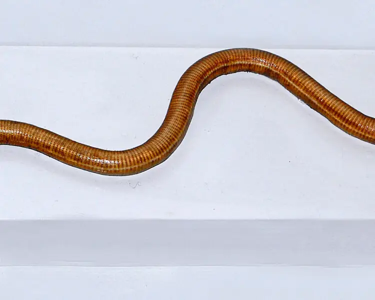 Amphisbaena darwinii - Facts, Diet, Habitat & Pictures on Animalia.bio