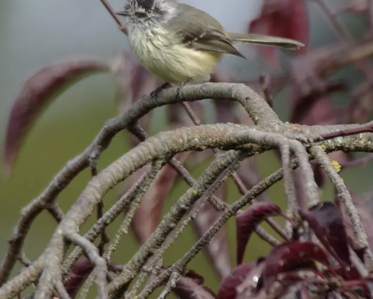Tufted tit-tyrant - Facts, Diet, Habitat & Pictures on Animalia.bio