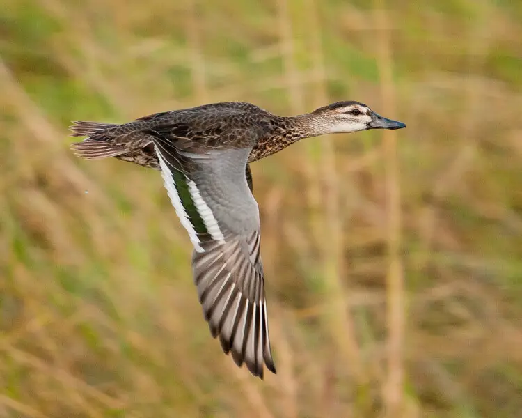 Garganey - Facts, Diet, Habitat & Pictures on Animalia.bio