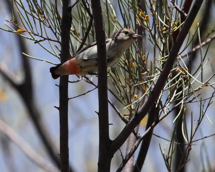 Mistletoebird - Facts, Diet, Habitat & Pictures on Animalia.bio