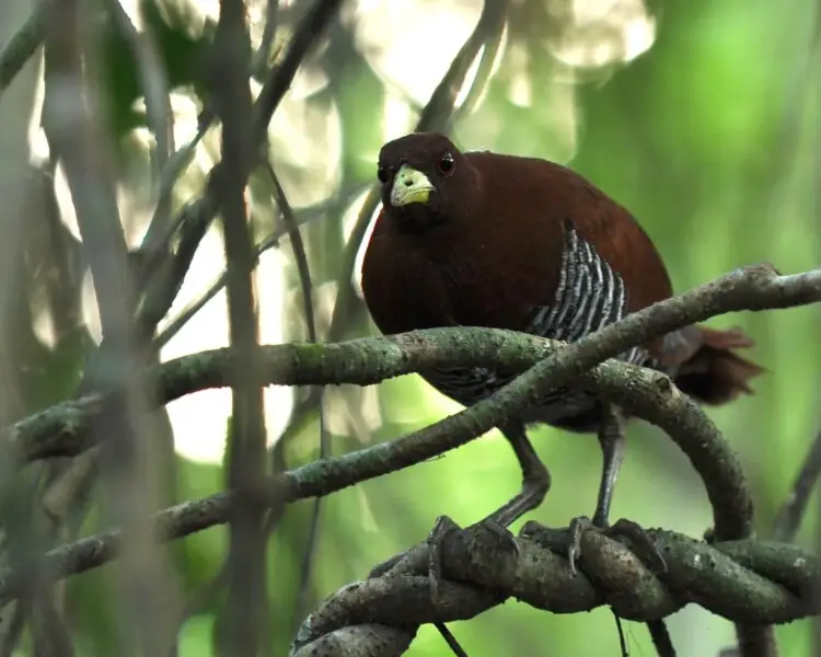 Rallina canningi - факти, дієта, ареал і фотографії на Animalia.bio