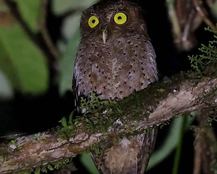 Otus balli - факти, дієта, ареал і фотографії на Animalia.bio