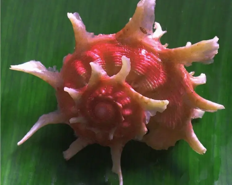 Angaria sphaerula - Fatti, dieta, habitat e immagini su Animalia.bio