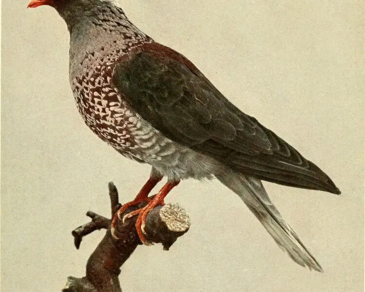 White-naped pigeon - Facts, Diet, Habitat & Pictures on Animalia.bio