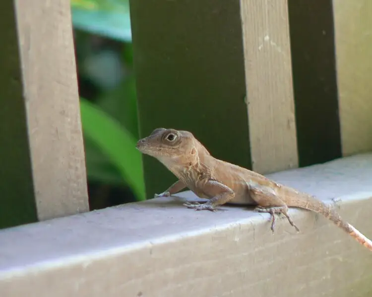 Large-headed anole - Facts, Diet, Habitat & Pictures on Animalia.bio