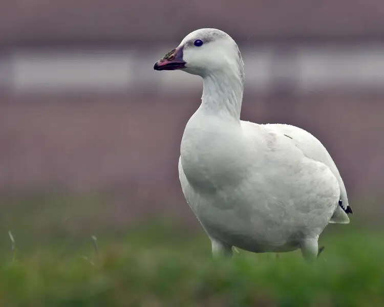 Ross's goose - Facts, Diet, Habitat & Pictures on Animalia.bio