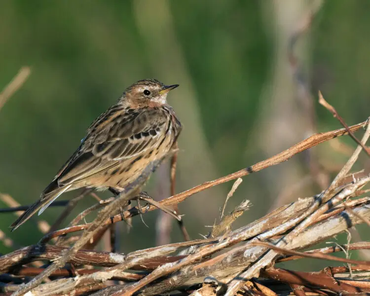 Red-throated pipit - Facts, Diet, Habitat & Pictures on Animalia.bio