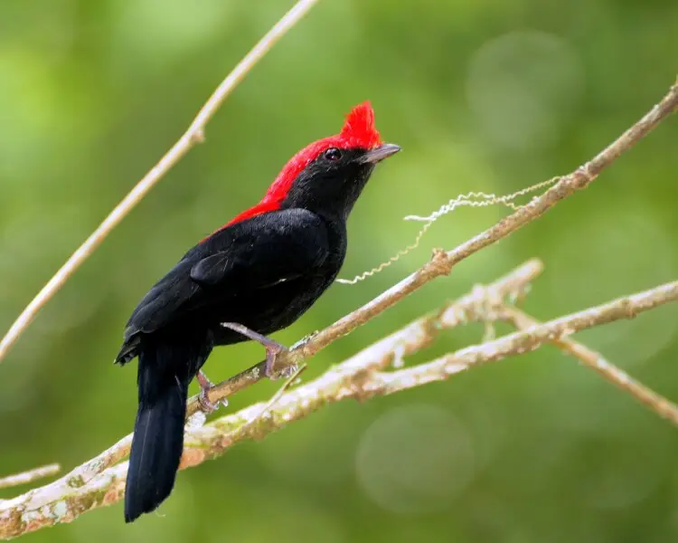 Helmeted manakin - Facts, Diet, Habitat & Pictures on Animalia.bio