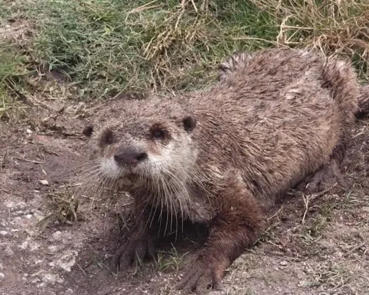 Aonyx capensis capensis - факти, дієта, ареал і фотографії на Animalia.bio