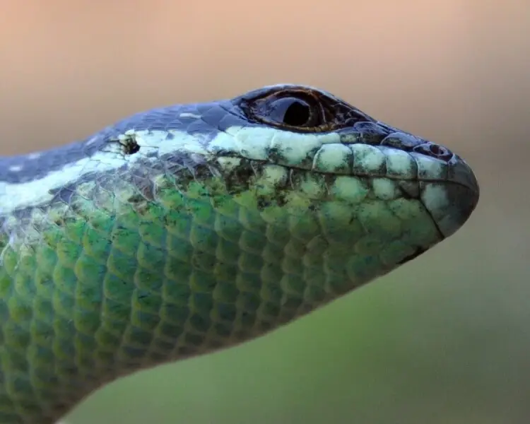 Dasia vittata - Facts, Diet, Habitat & Pictures on Animalia.bio