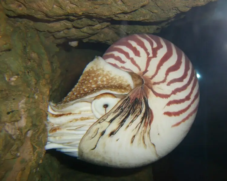 Chambered nautilus - Facts, Diet, Habitat & Pictures on Animalia.bio