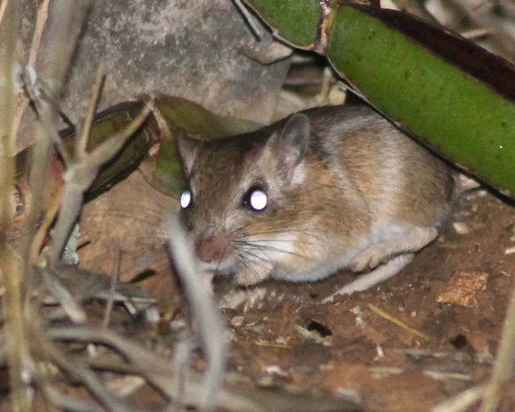 Meriones arimalius - факти, дієта, ареал і фотографії на Animalia.bio
