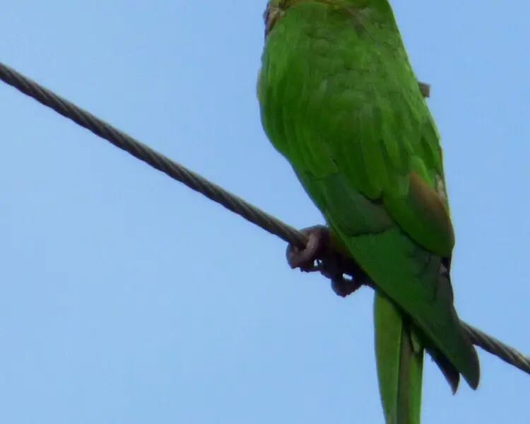 Scarlet-fronted parakeet - Facts, Diet, Habitat & Pictures on Animalia.bio