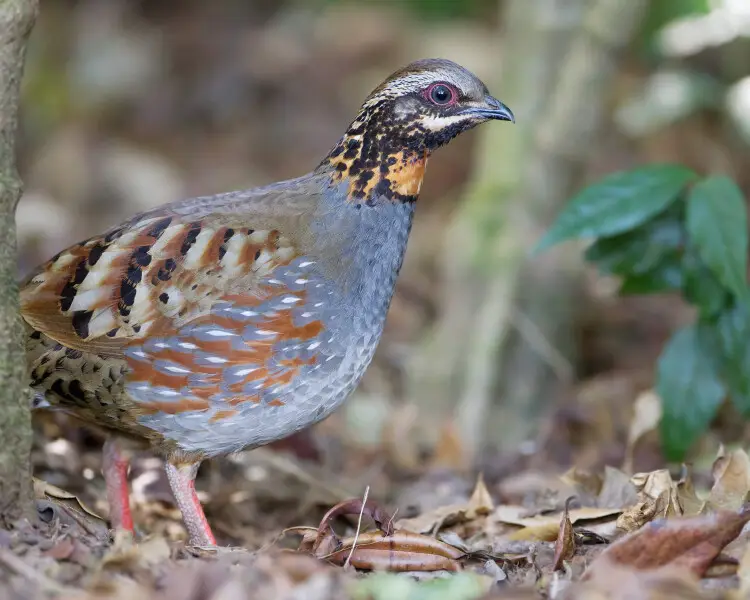 Arborophila rufogularis - Fatti, dieta, habitat e immagini su Animalia.bio