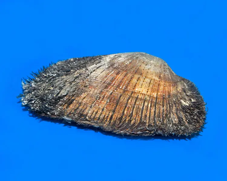 Barbatia barbata - факти, дієта, ареал і фотографії на Animalia.bio