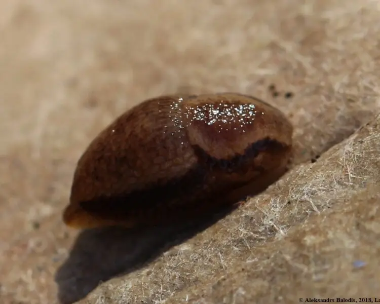 Arion subfuscus - Facts, Diet, Habitat & Pictures on Animalia.bio