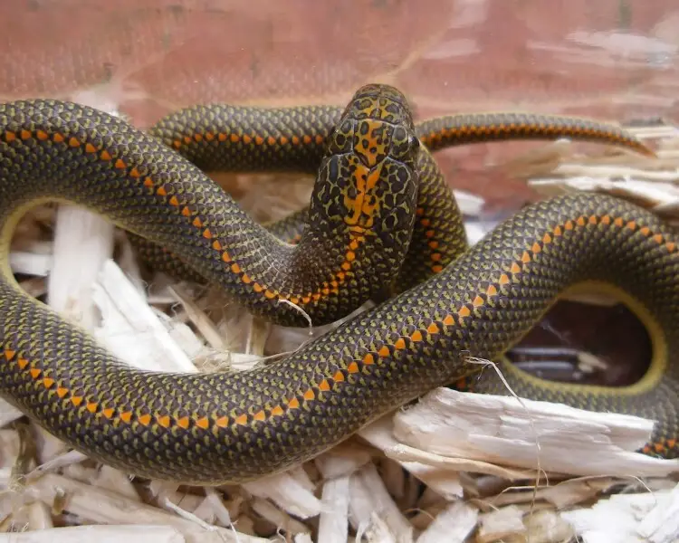 Aurora house snake - Facts, Diet, Habitat & Pictures on Animalia.bio