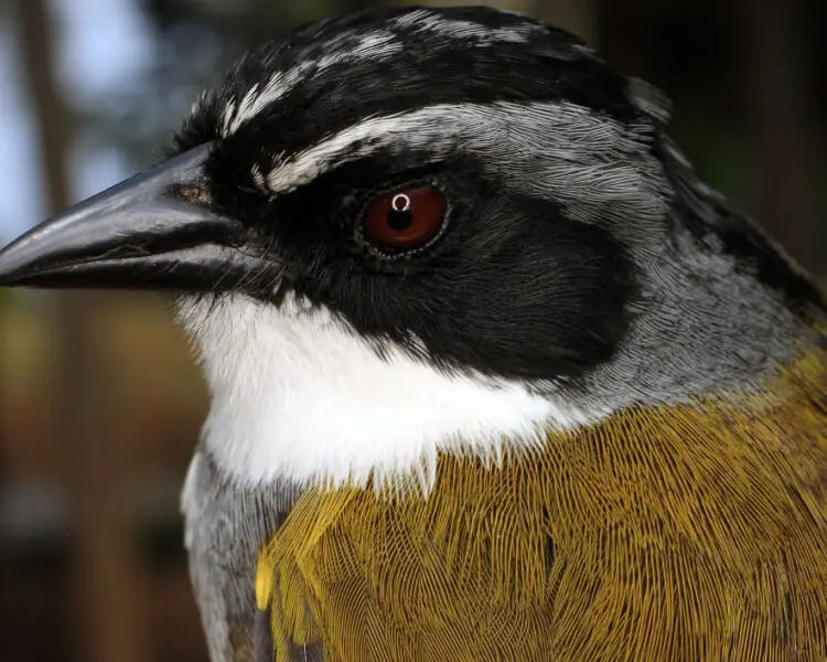 Perijá brushfinch - Facts, Diet, Habitat & Pictures on Animalia.bio