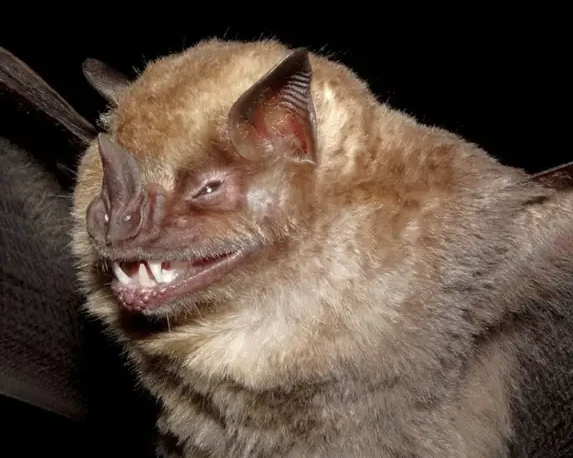 Artibeus fimbriatus - Faits, Alimentation, Habitat & Photos sur ...