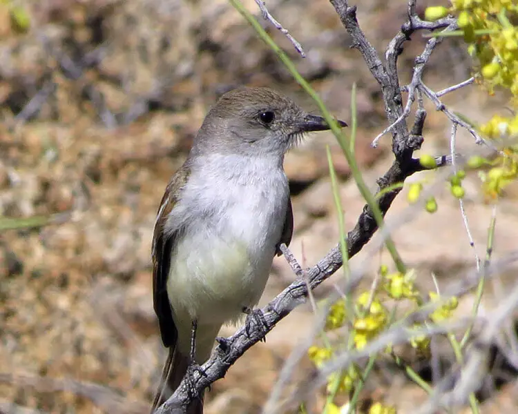 Ash-throated flycatcher - Facts, Diet, Habitat & Pictures on Animalia.bio