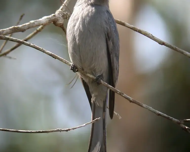 Ashy drongo - Facts, Diet, Habitat & Pictures on Animalia.bio