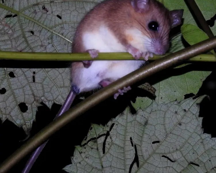 Vandeleuria oleracea - факти, дієта, ареал і фотографії на Animalia.bio