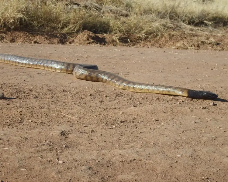 Black-headed python - Facts, Diet, Habitat & Pictures on Animalia.bio