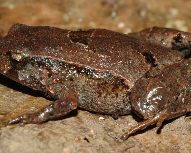 Assa darlingtoni - факти, дієта, ареал і фотографії на Animalia.bio