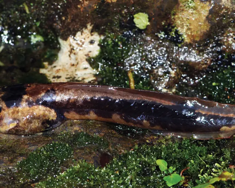 Astylosternus perreti - факти, дієта, ареал і фотографії на Animalia.bio