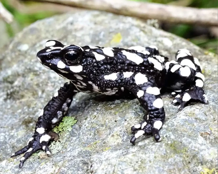 Atelopus arsyecue - факти, дієта, ареал і фотографії на Animalia.bio