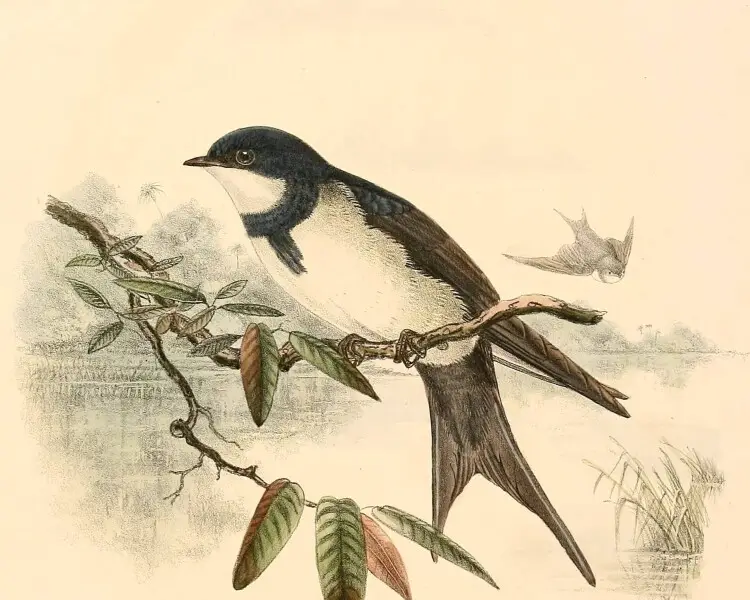 Atticora melanoleuca - факти, дієта, ареал і фотографії на Animalia.bio