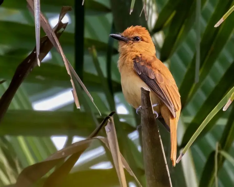 Cinnamon attila - Facts, Diet, Habitat & Pictures on Animalia.bio