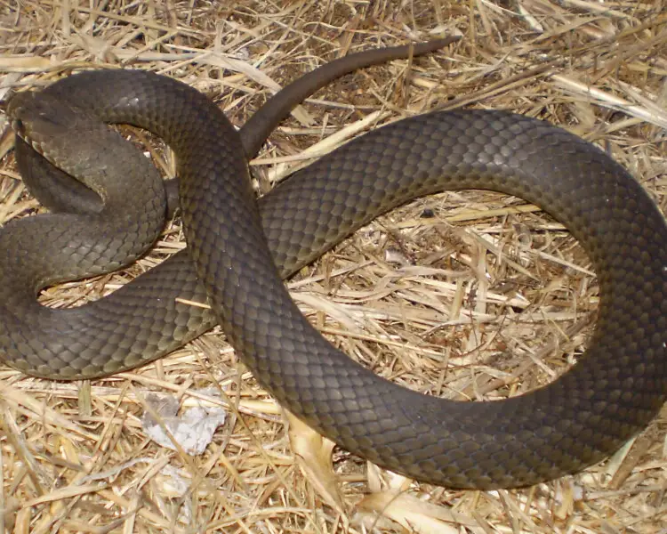 Austrelaps labialis - факти, дієта, ареал і фотографії на Animalia.bio