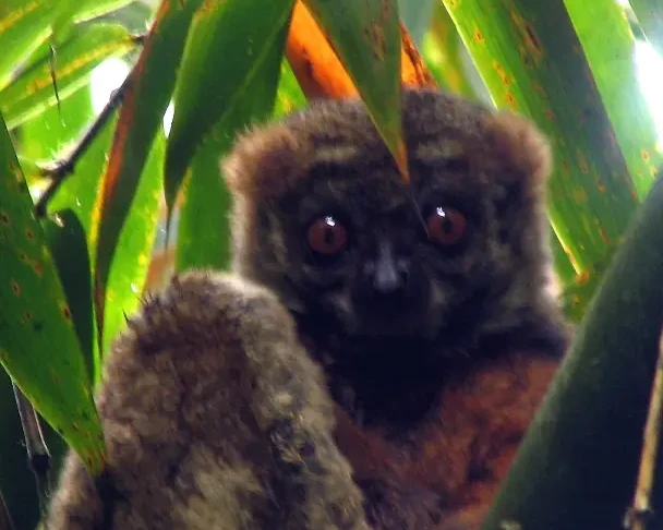 Avahi peyrierasi - факти, дієта, ареал і фотографії на Animalia.bio