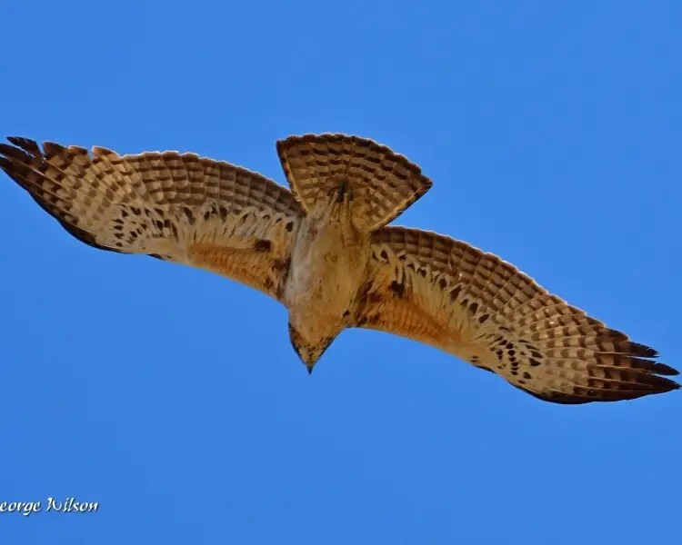 Ayres's hawk-eagle - Facts, Diet, Habitat & Pictures on Animalia.bio