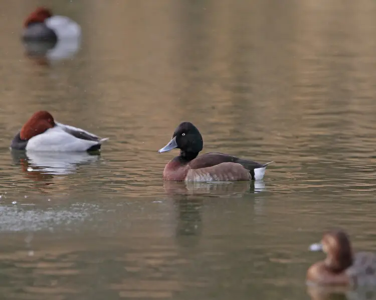 Baer's pochard - Facts, Diet, Habitat & Pictures on Animalia.bio
