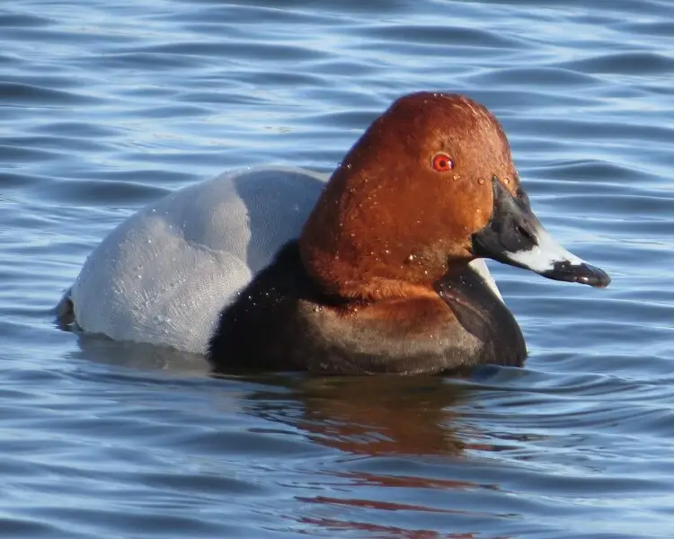 Common pochard - Facts, Diet, Habitat & Pictures on Animalia.bio