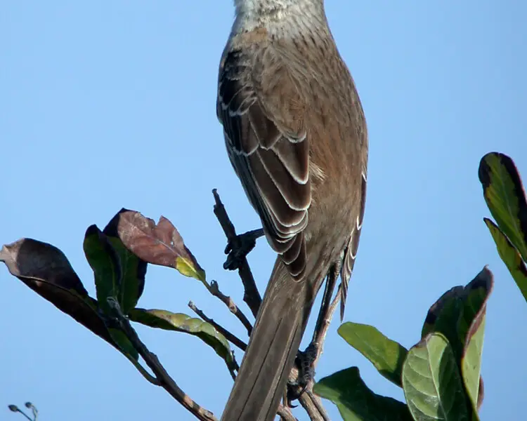 Bahama mockingbird - Facts, Diet, Habitat & Pictures on Animalia.bio