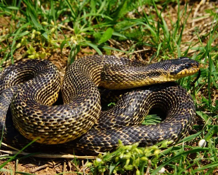 Blotched snake - Facts, Diet, Habitat & Pictures on Animalia.bio