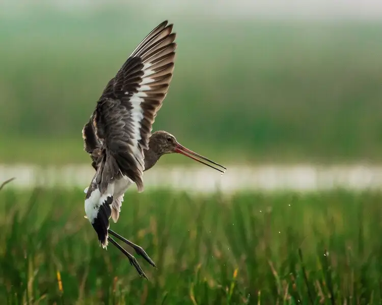 Black-tailed godwit - Facts, Diet, Habitat & Pictures on Animalia.bio