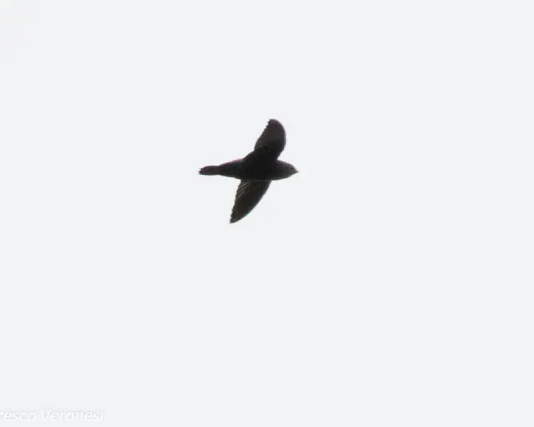 Band-rumped swift - Facts, Diet, Habitat & Pictures on Animalia.bio
